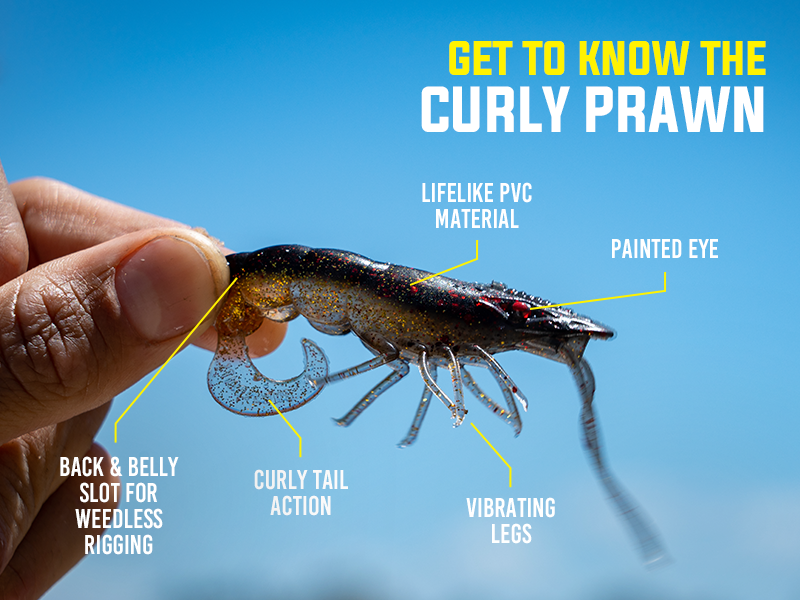 CURLY PRAWN 60mm (6pc) - Chasebaits Australia